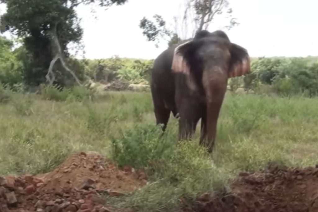 Midnight Mayhem: Starving Elephant Plunges Into Well, Triggers Heart ...